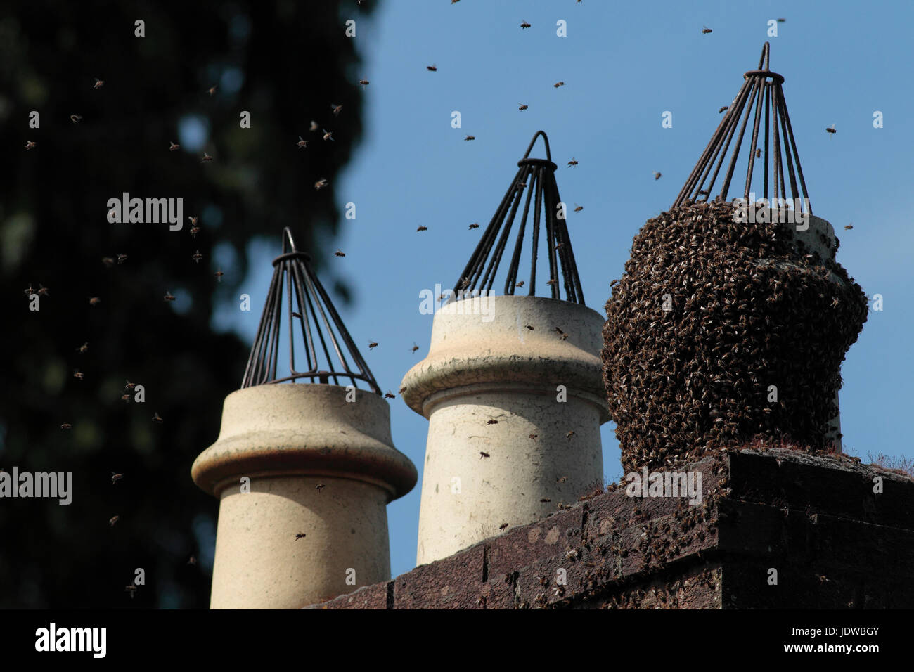Irish bees hi-res stock photography and images - Alamy