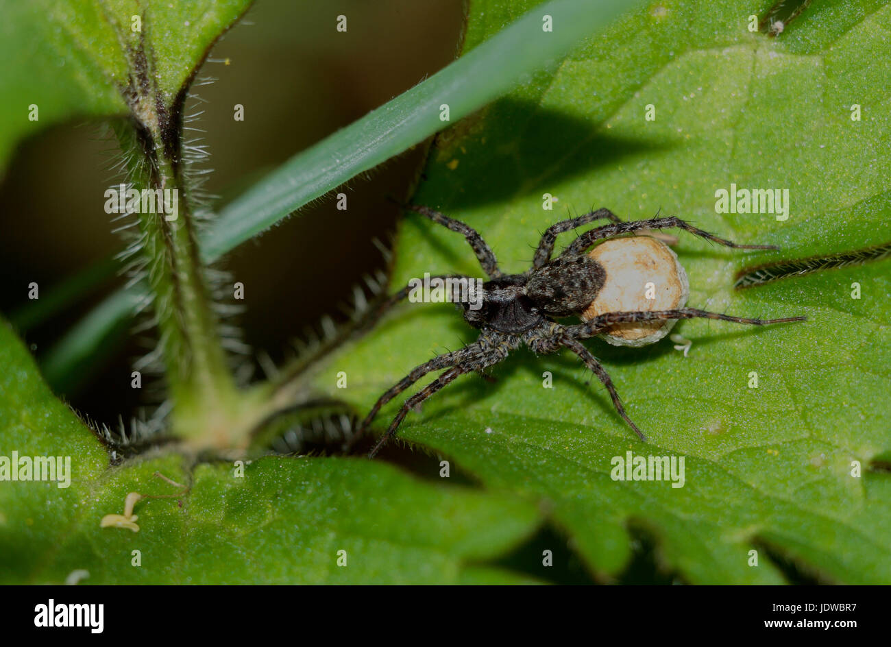 Female Wolf Spider Stock Photo - Alamy