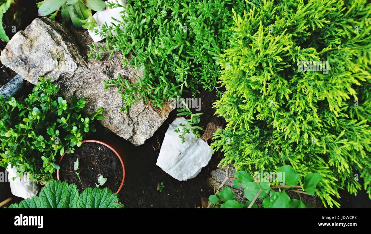 Top down view of a miniature decorative rock garden Stock Photo - Alamy