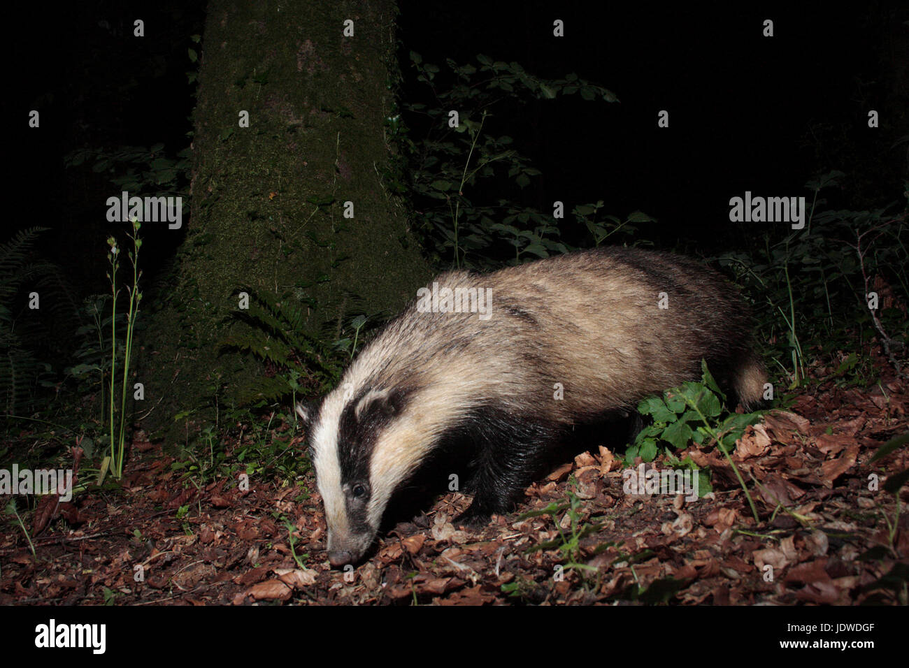 Badger head shot hi-res stock photography and images - Alamy