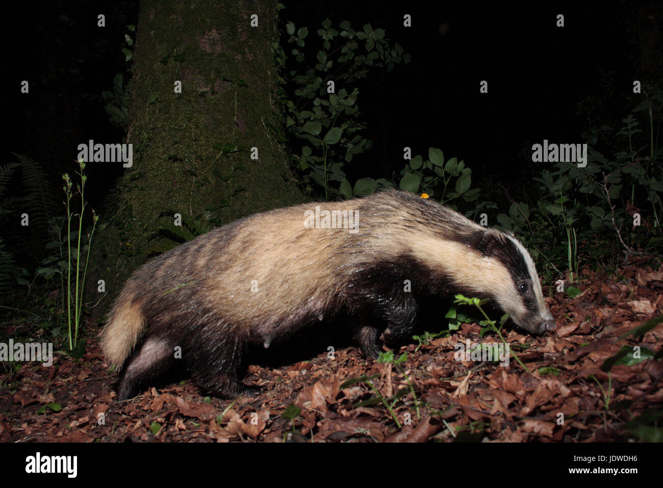 Head european badger meles hi-res stock photography and images - Alamy