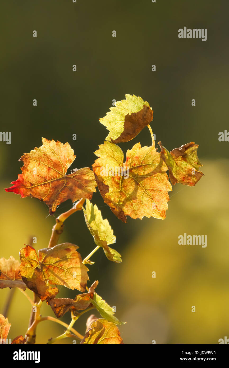 multifarious richly coloured Stock Photo - Alamy