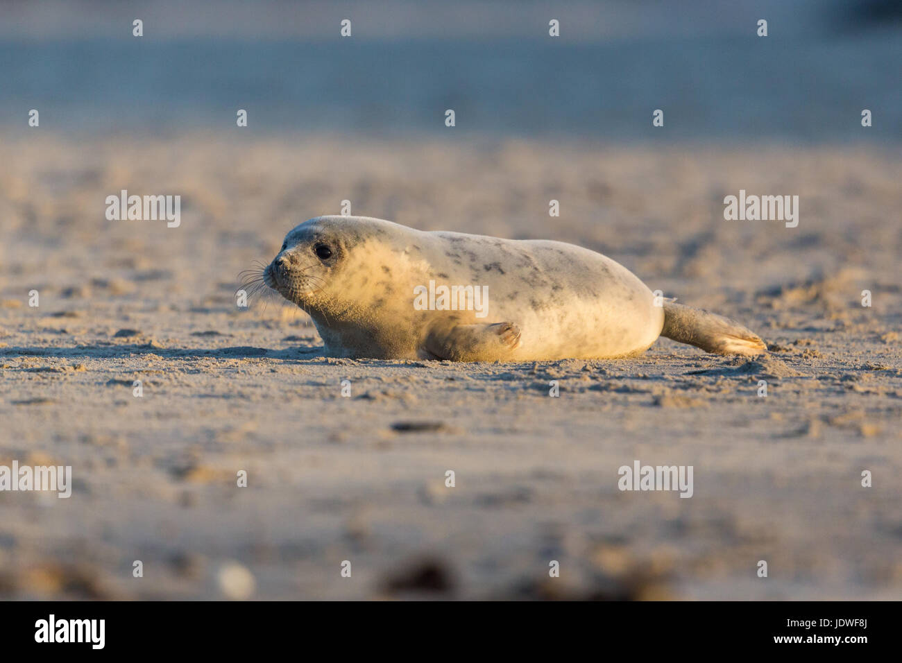 Baby crawling on beach hi-res stock photography and images - Alamy
