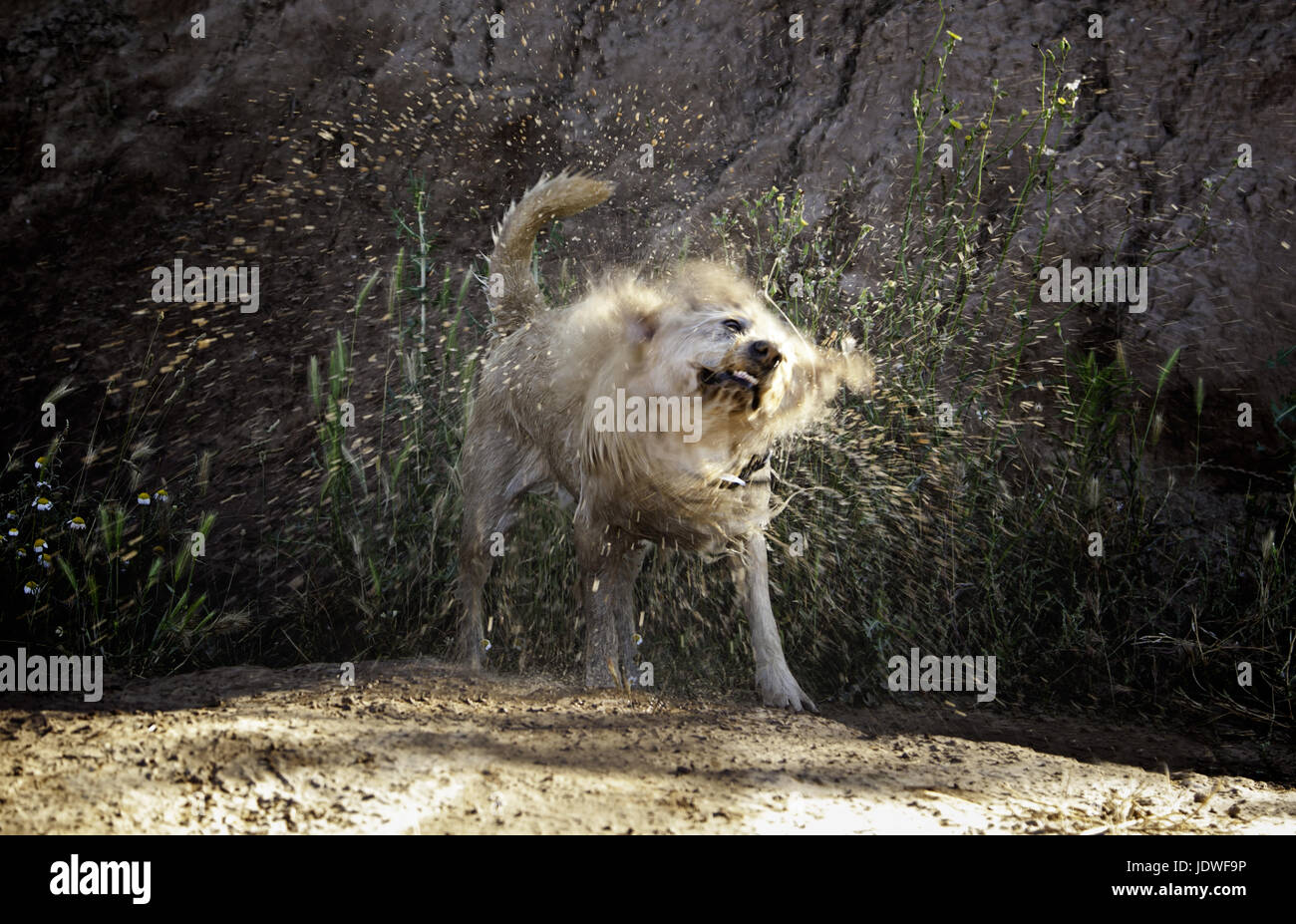 Dog shaking water, detail of a wet animal, enjoying and having fun ...