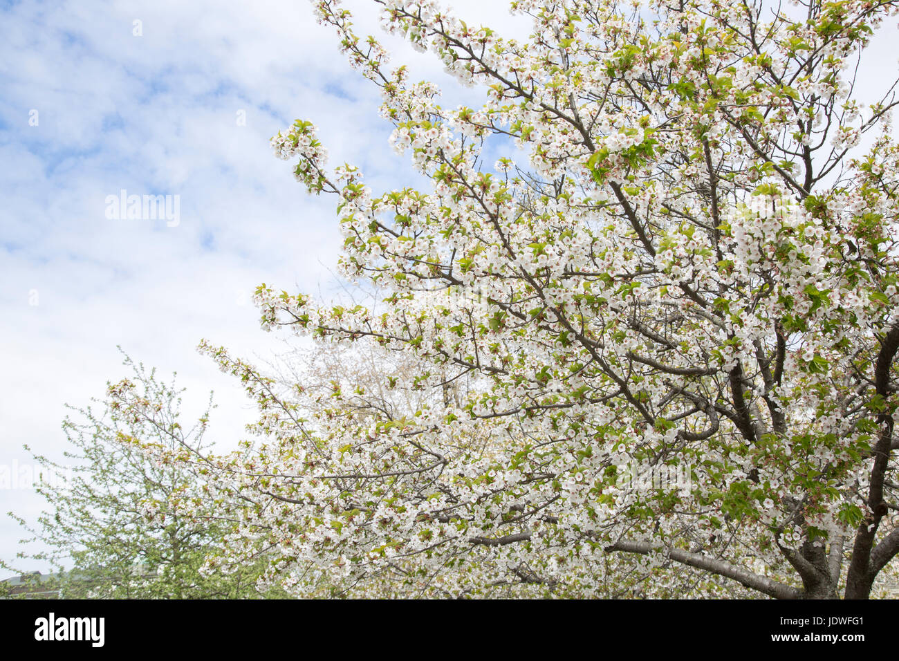 Blossom in Spring, Stockholm, Sweden Stock Photo - Alamy