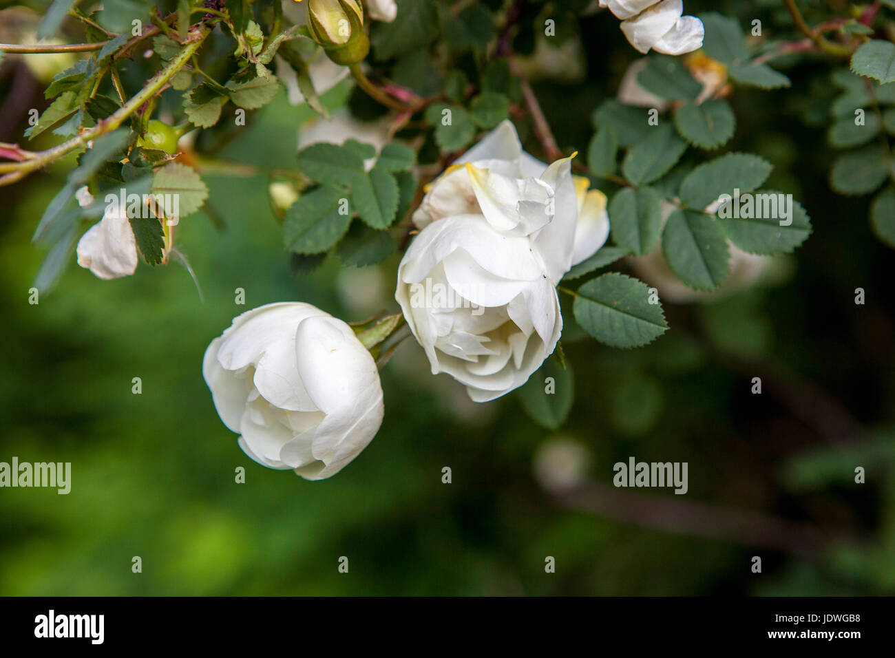 White Flowers of a dogrose on a tree Stock Photo - Alamy