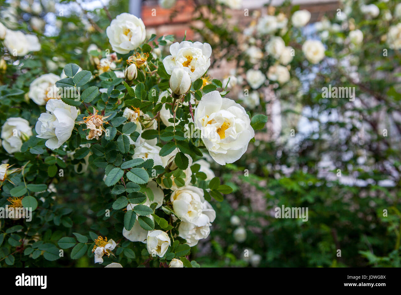 White Flowers of a dogrose on a tree Stock Photo - Alamy