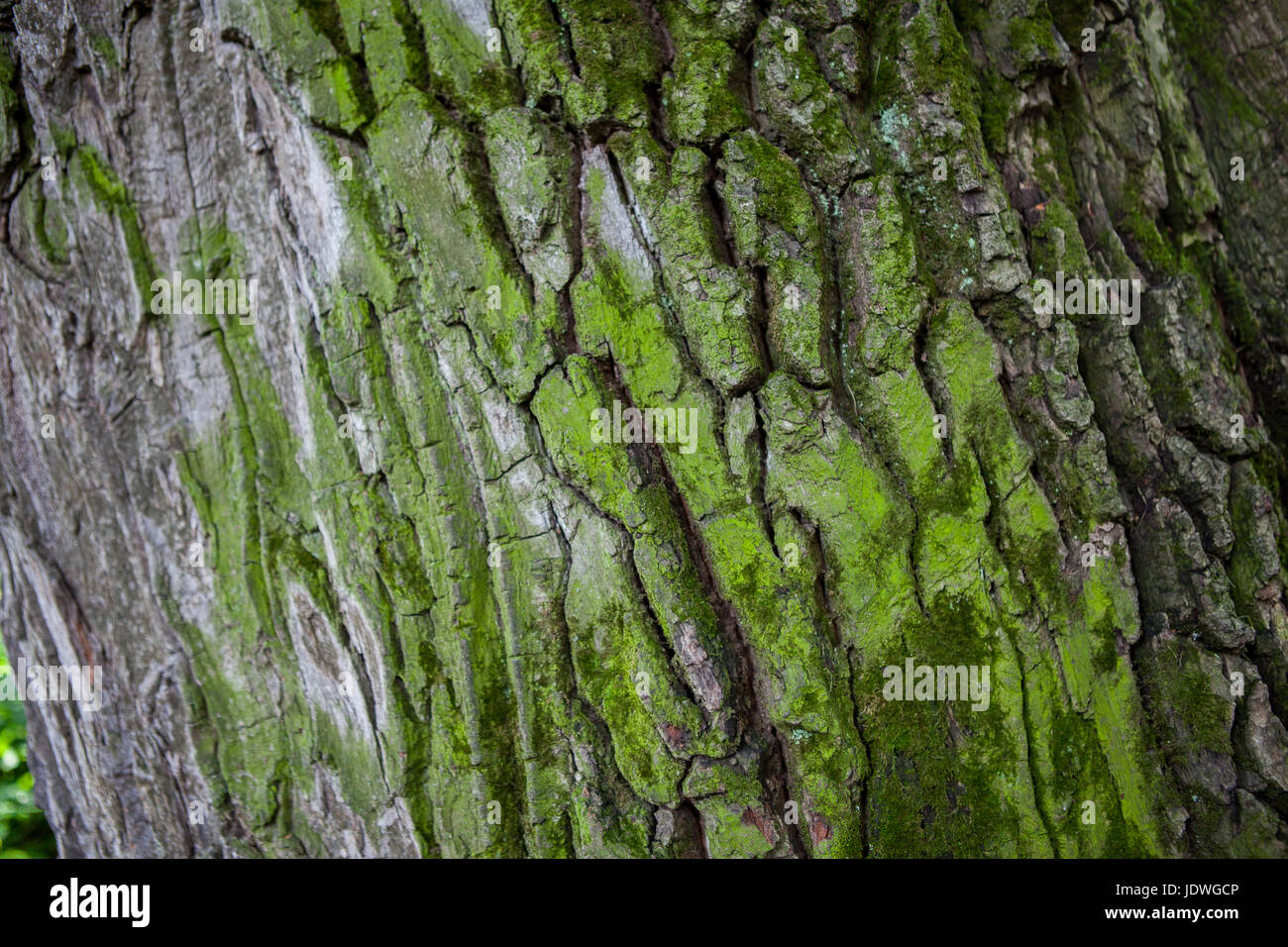 Weathered wood textured background with green moss Stock Photo - Alamy
