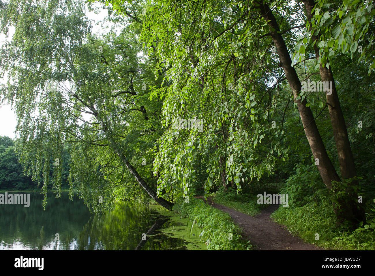 The path in the green forest. Summer Deciduous Forest Trees Stock Photo ...