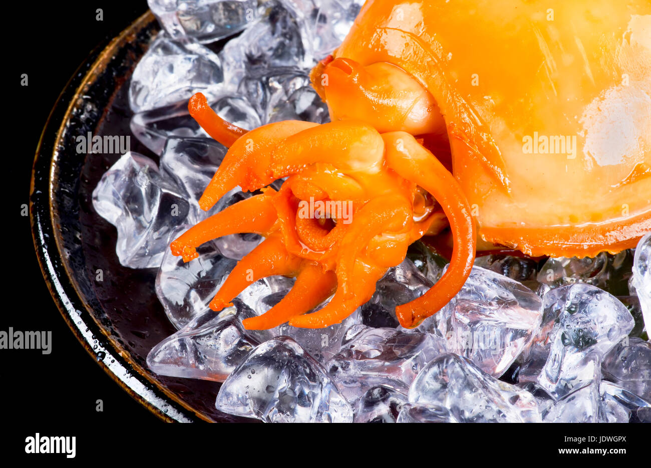 Closeup of a cooked cuttlefish tentacles on ice Stock Photo - Alamy