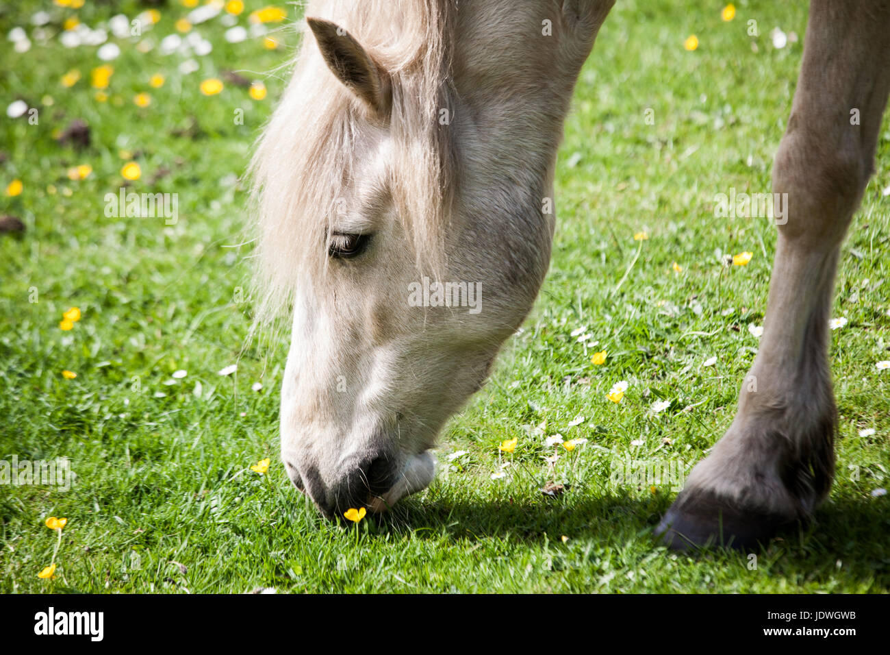 Beautiful horse headshot hi-res stock photography and images - Alamy