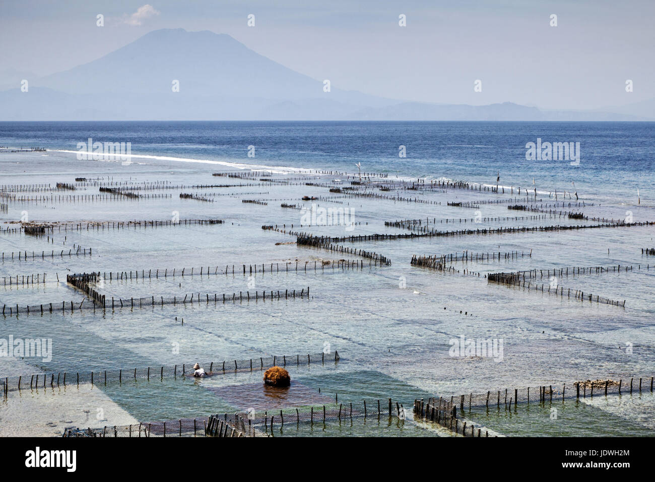 Seaweed farming hi-res stock photography and images - Alamy