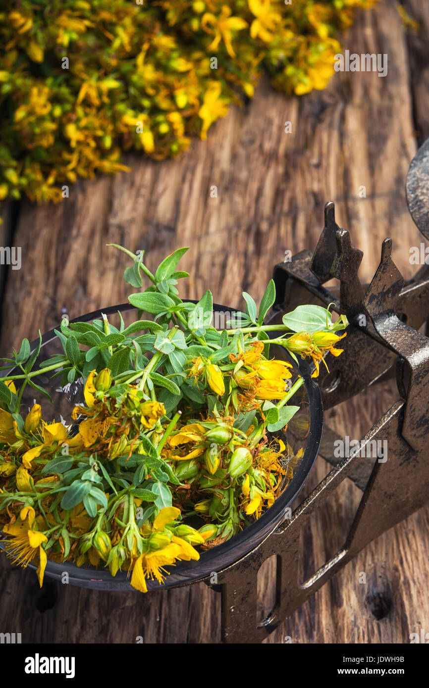 Medicinal plant hypericum on the pharmacy weight Stock Photo - Alamy