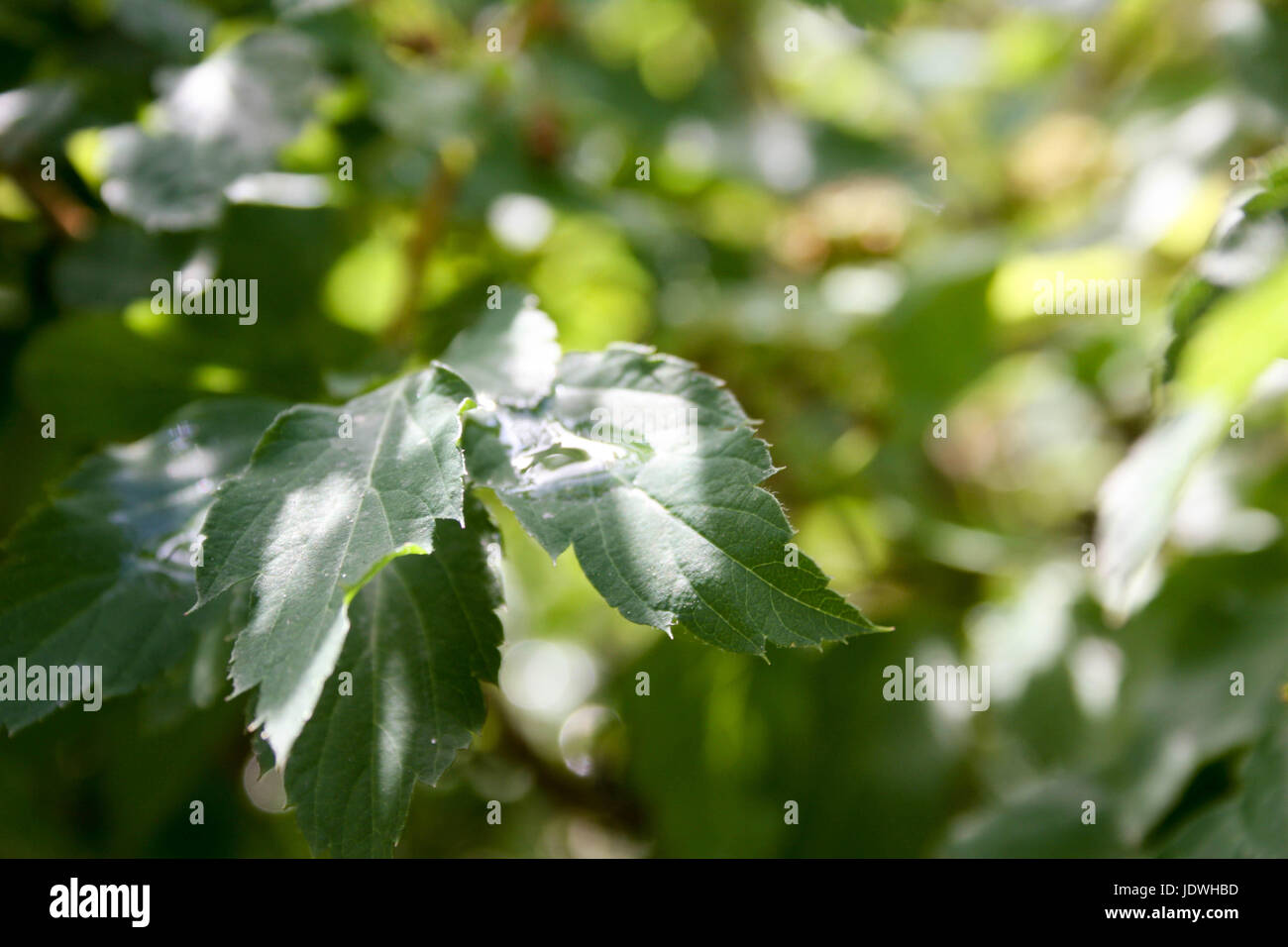 Leaves in the sun. Horizontal orientation. Photo for your design Stock ...