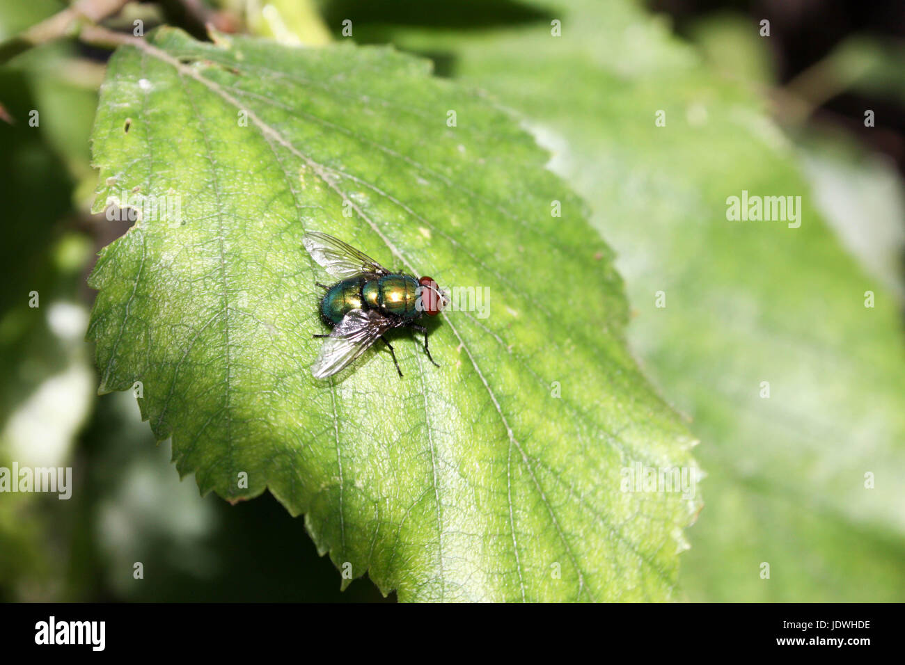 The fly is brightly green shining, with a transparent berylymina birch ...