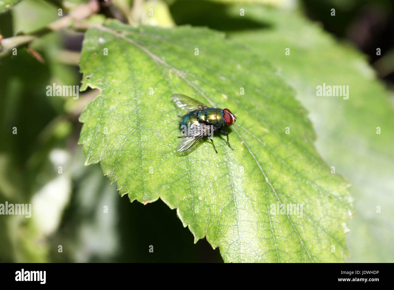 The fly is bright green on the birch leaf with big eyes. Photo for your ...