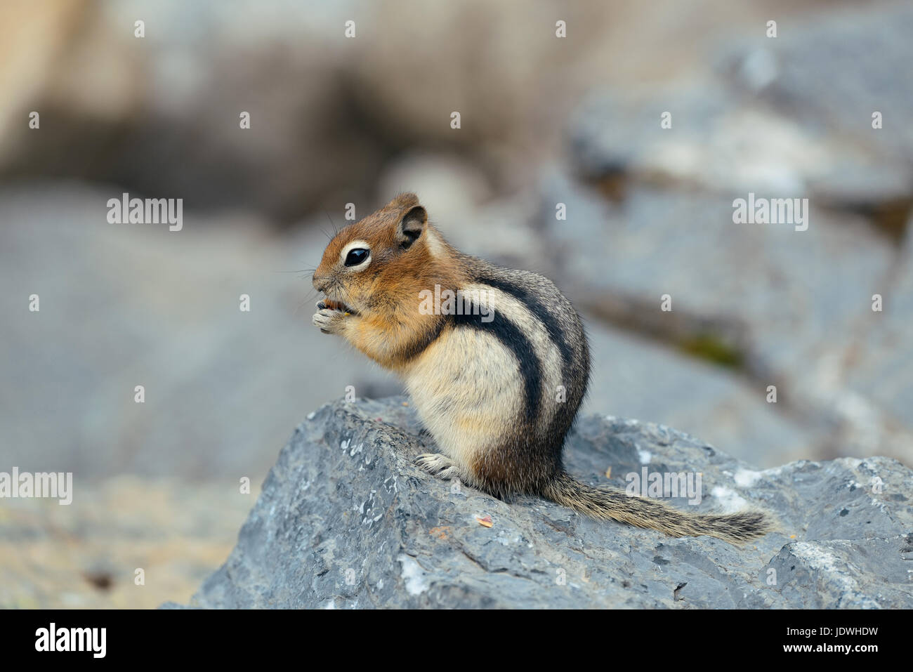 Chipmunk in Banff national park in Canada Stock Photo - Alamy