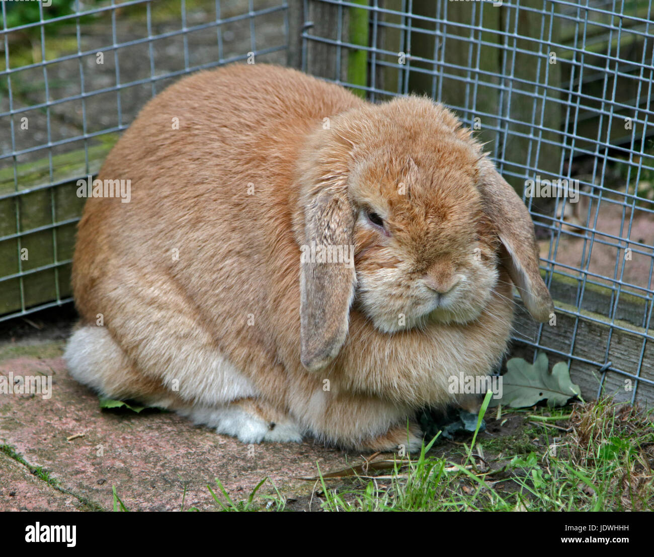 Beige Lop-Eared Rabbit doe in Garden Run Stock Photo - Alamy