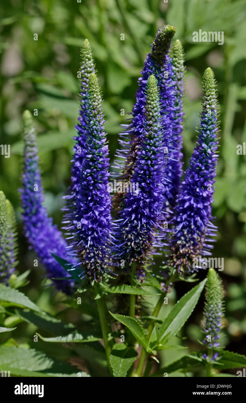 Veronica Dwarf Ulster Blue Stock Photo - Alamy