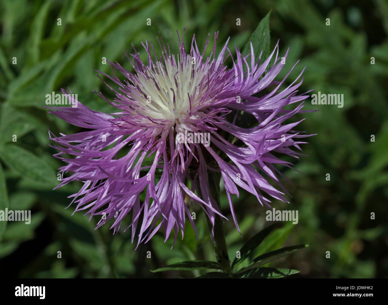 Centaurea Dealbata (Cornflower Stock Photo - Alamy
