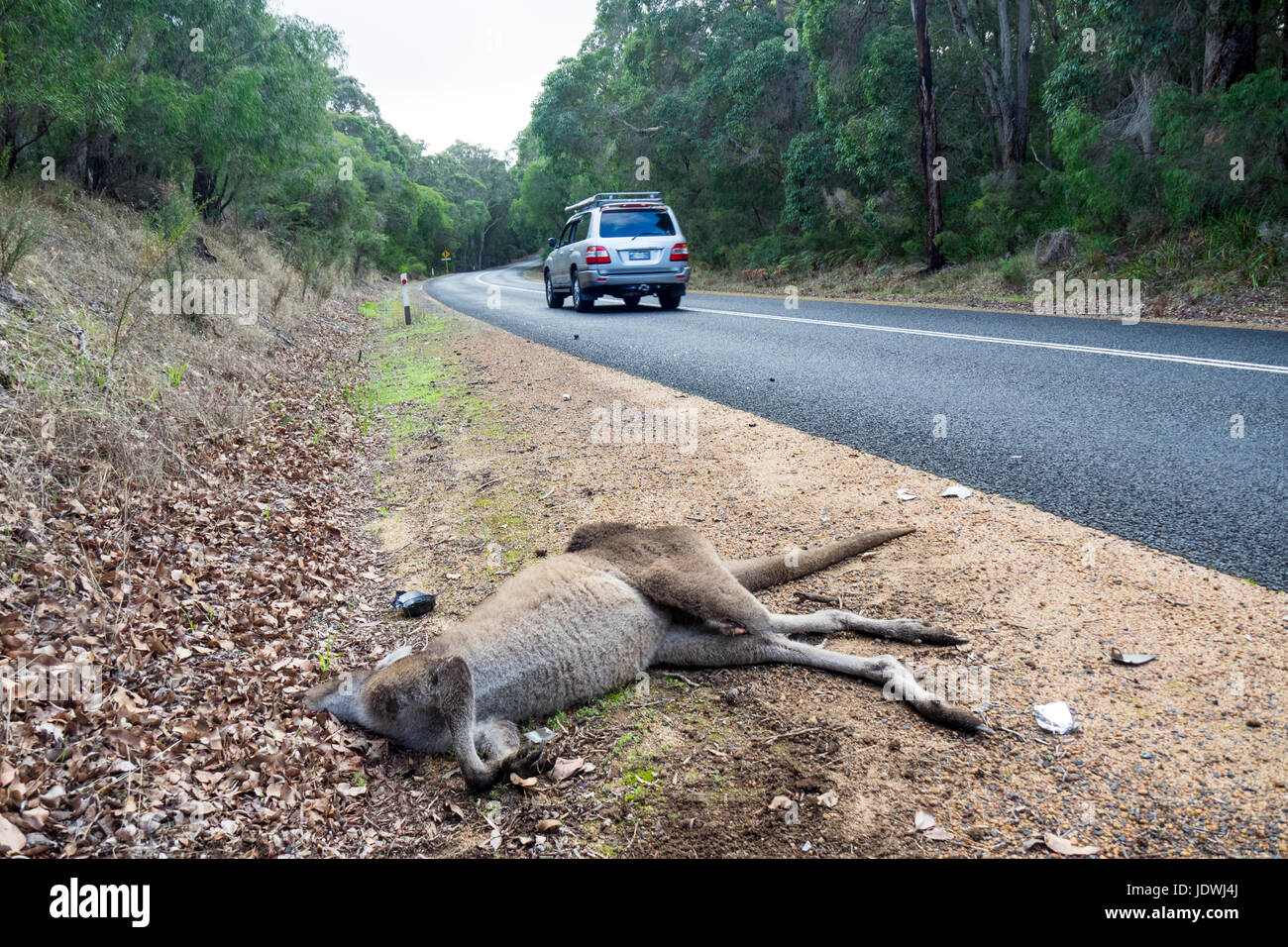 Kangaroo carcass a road hi-res stock photography and images - Alamy