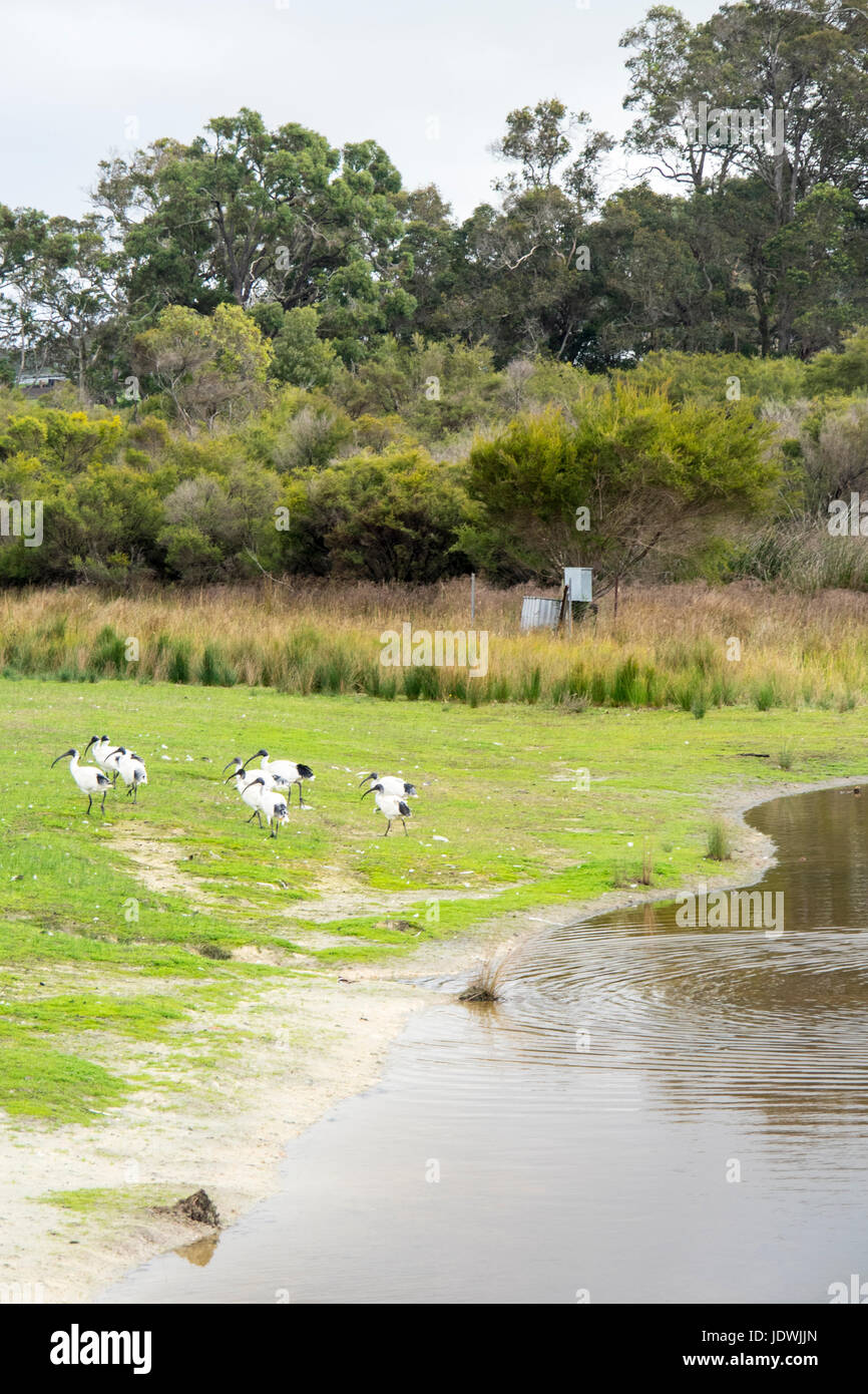 A small flock if ibis at the water's edge of a farm dam Stock Photo - Alamy