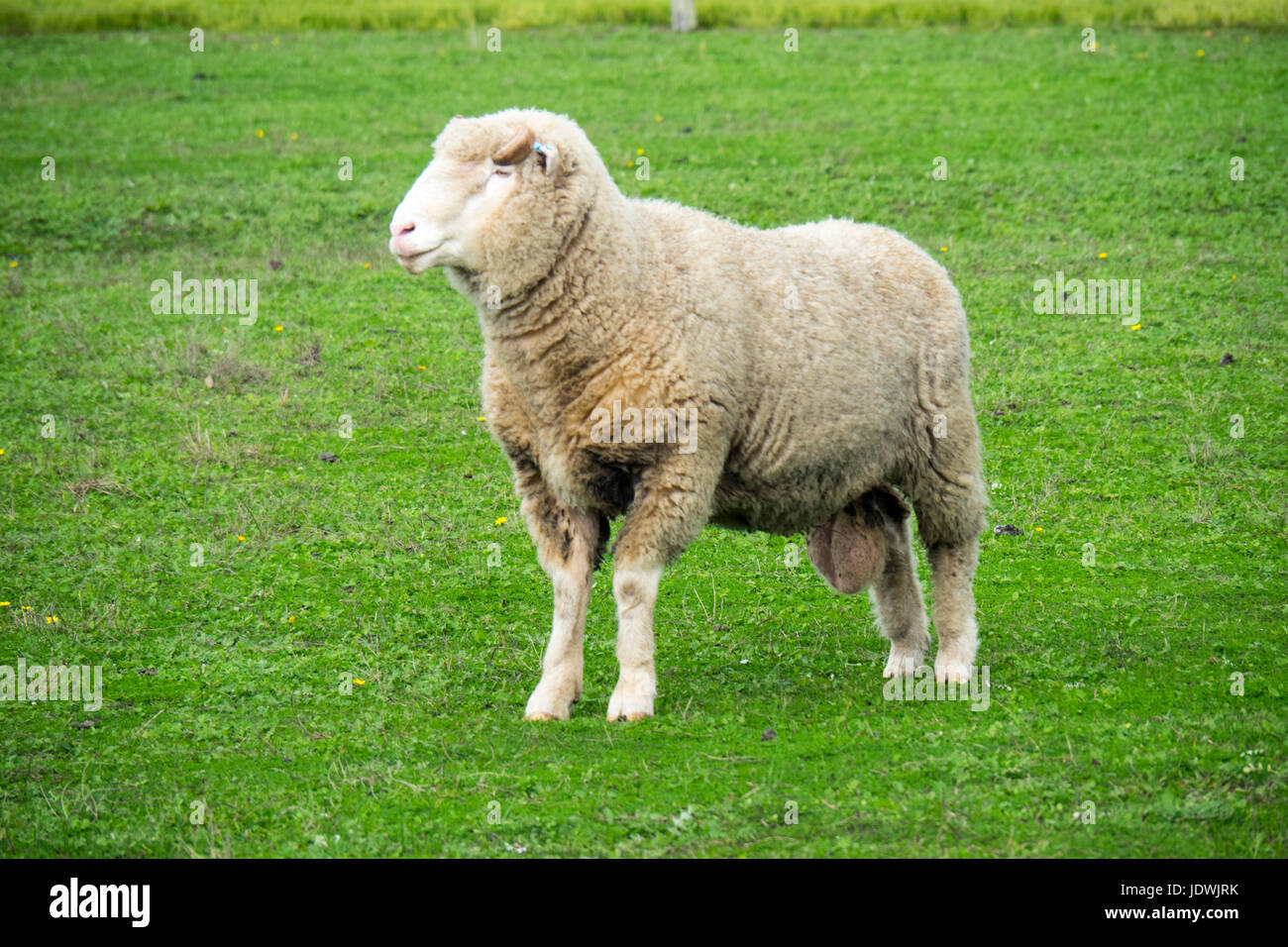 A merino ram Stock Photo - Alamy