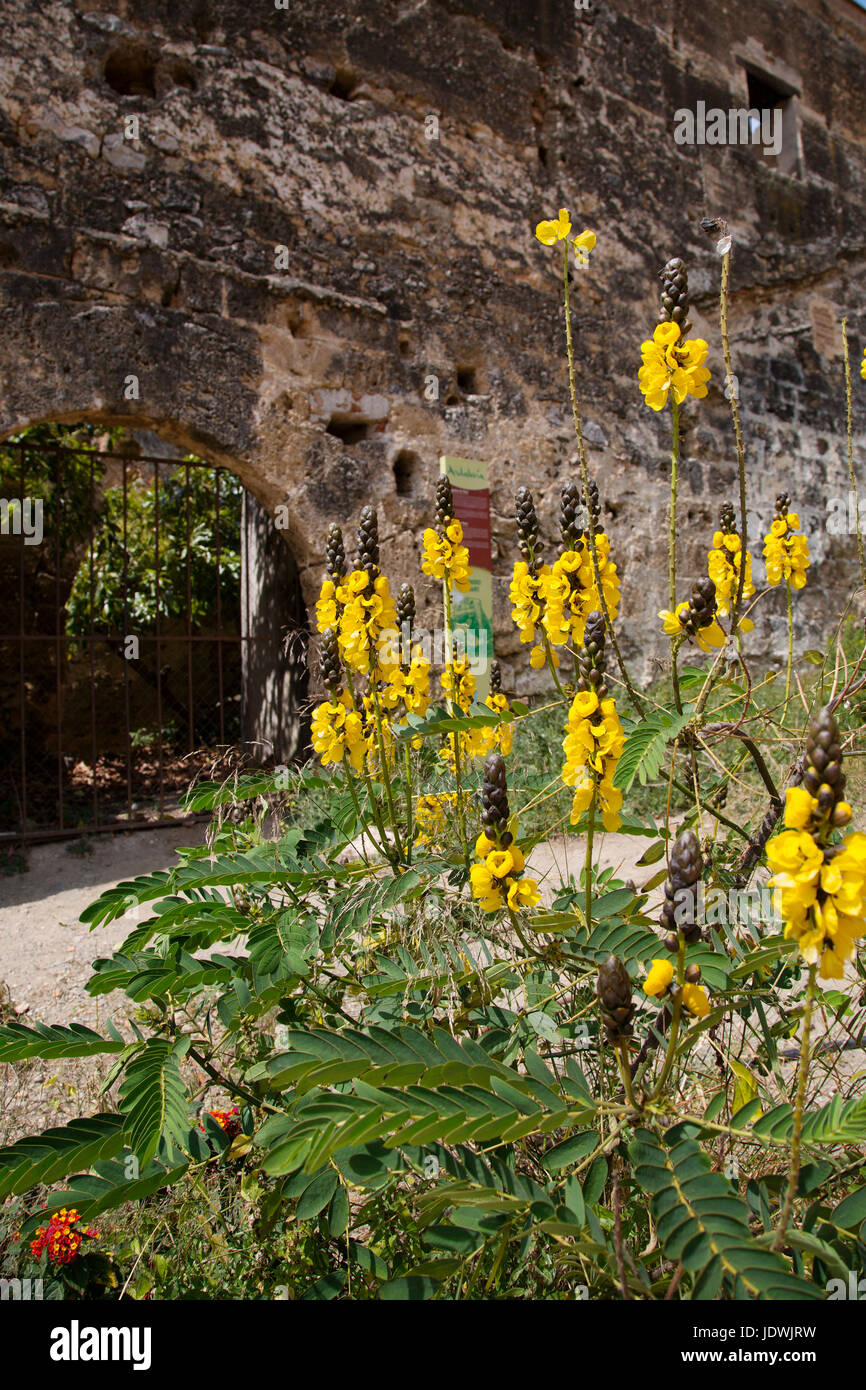 Honey Factory High Resolution Stock Photography and Images - Alamy