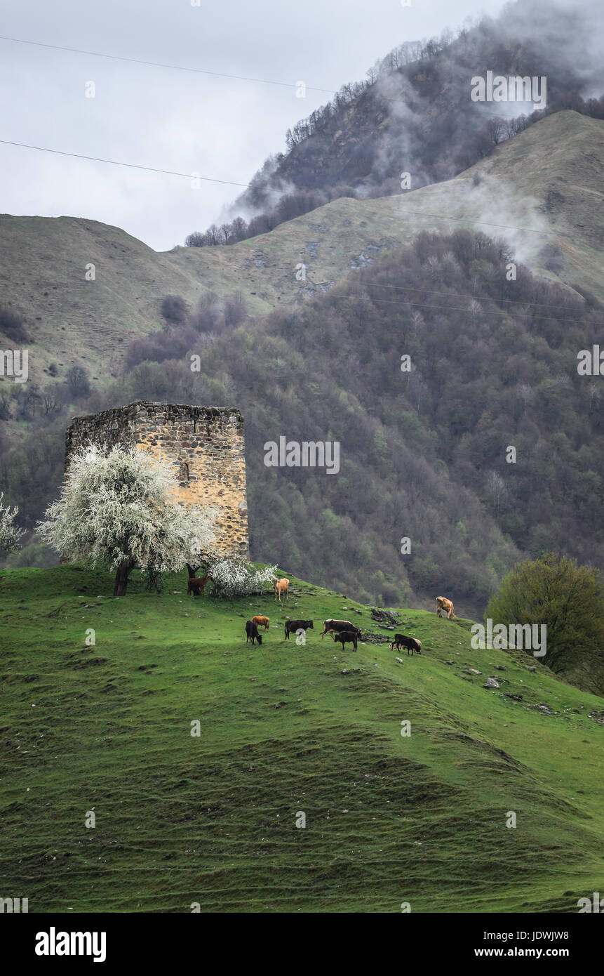 Cows grazing near stone wall hi-res stock photography and images - Alamy