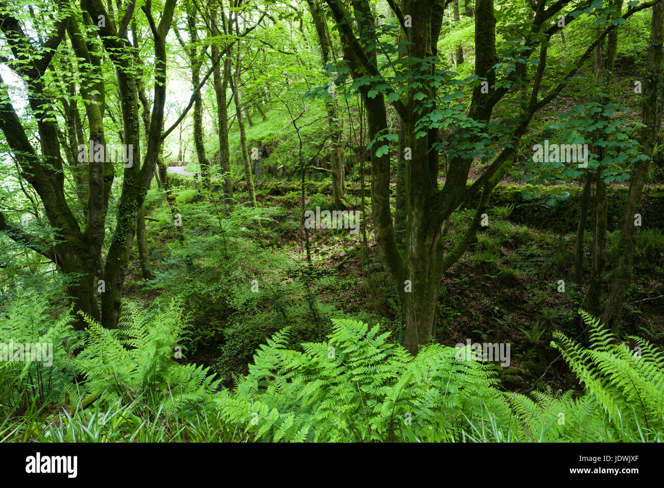 The woodland at Woody Bay in Exmoor National Park, North Devon, England ...