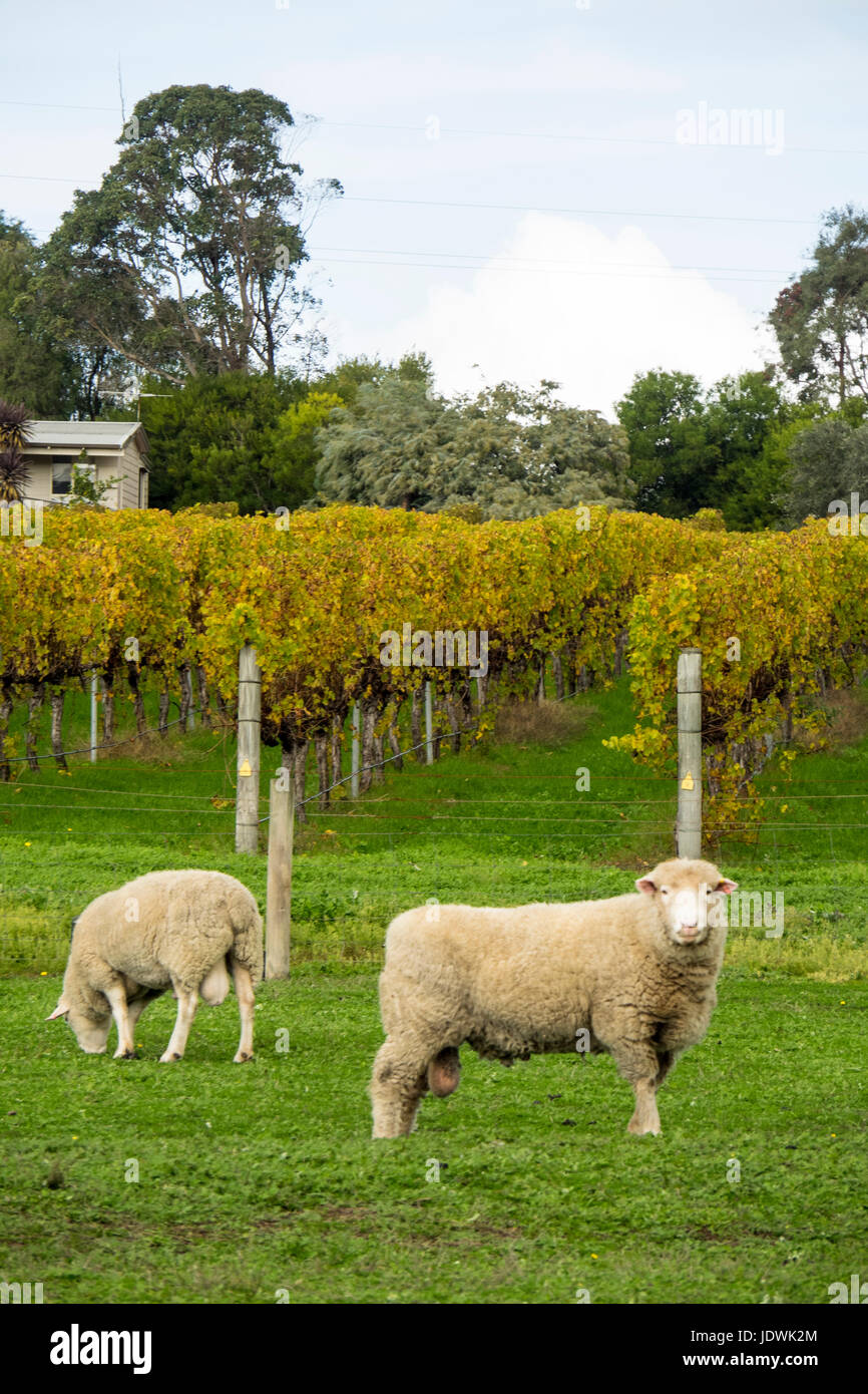Sheep grazing on lawn at Brookwood vineyard and winery Stock Photo - Alamy