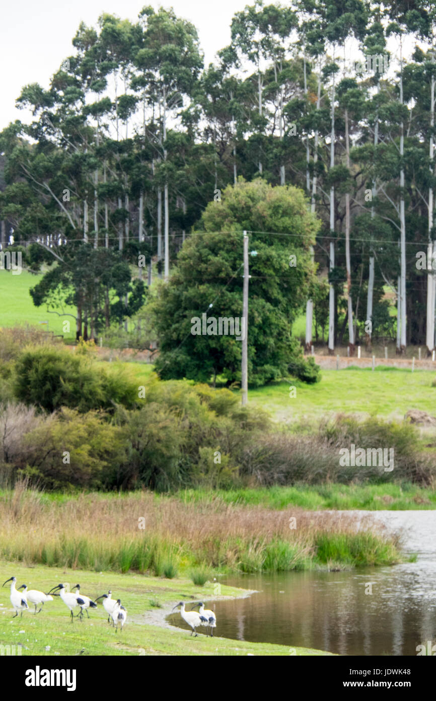 A small flock if ibis at the water's edge of a farm dam Stock Photo - Alamy
