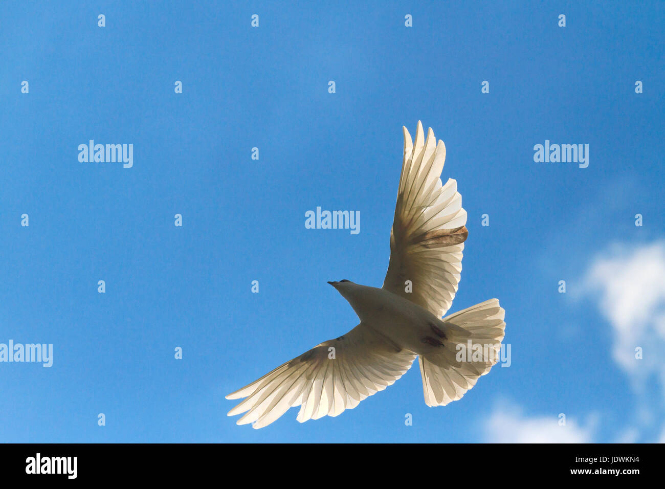 free bird flies on a blue sky,Purification and the concept of freedom ...