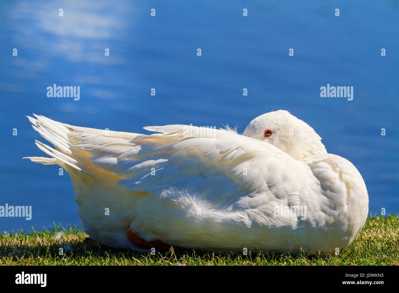White goose hiding his head resting on the grass.Foie gras and goose ...