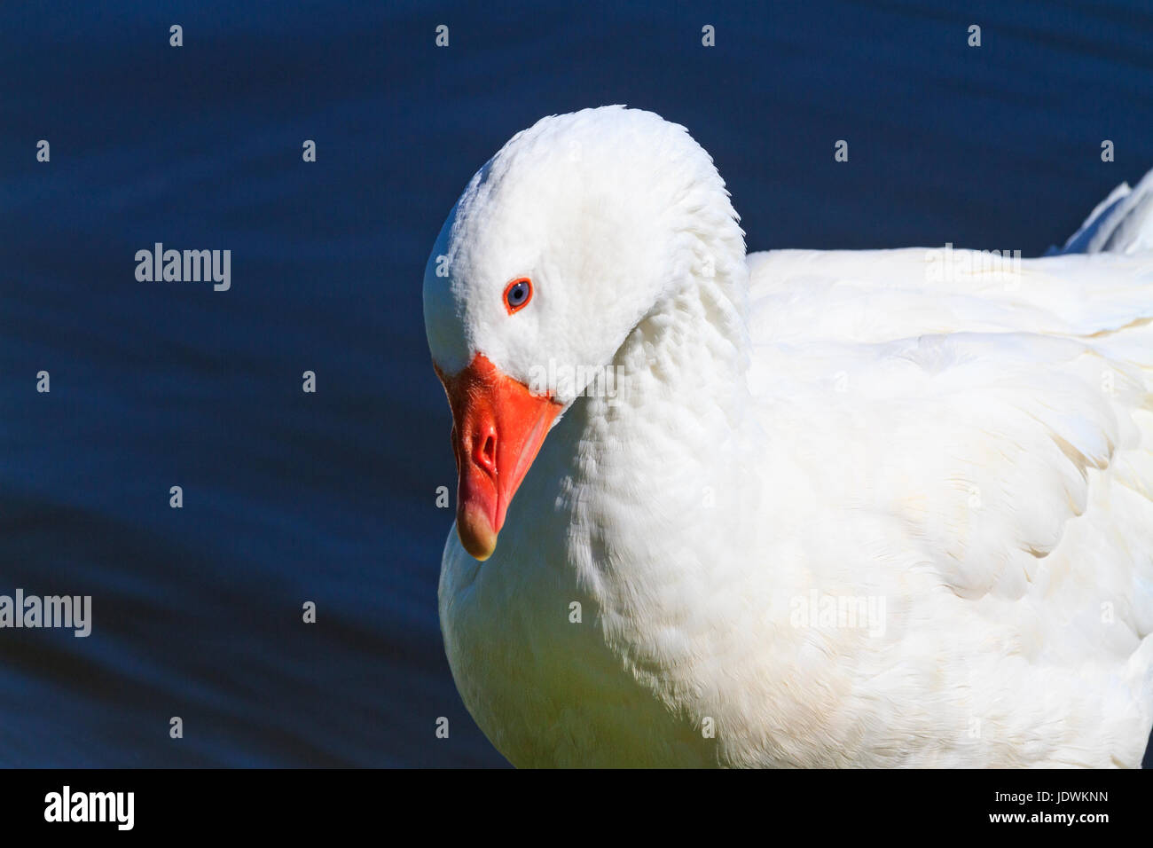 goose breeds Danish lehart sits on the lake,Foie gras and goose liver ...