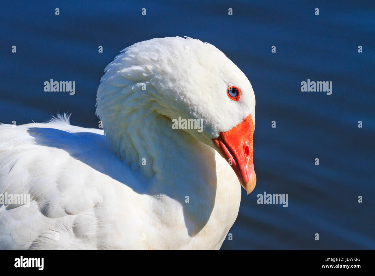 Noble white goose with blue eyes,Foie gras and goose liver, tales of ...