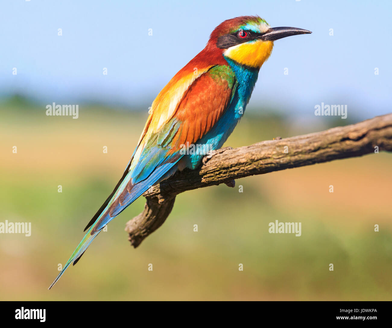 Flying blue tailed bee eater hi-res stock photography and images - Alamy