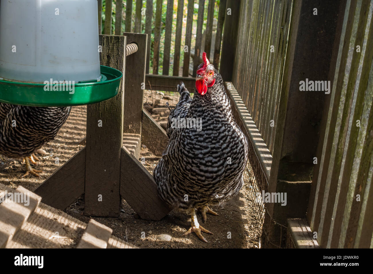 Wooden cage hi-res stock photography and images - Alamy