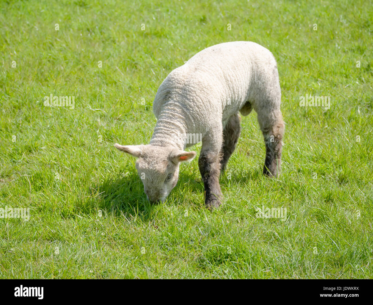 Solitary spring Lamb grazing in a meadow full of rich green grass Stock ...