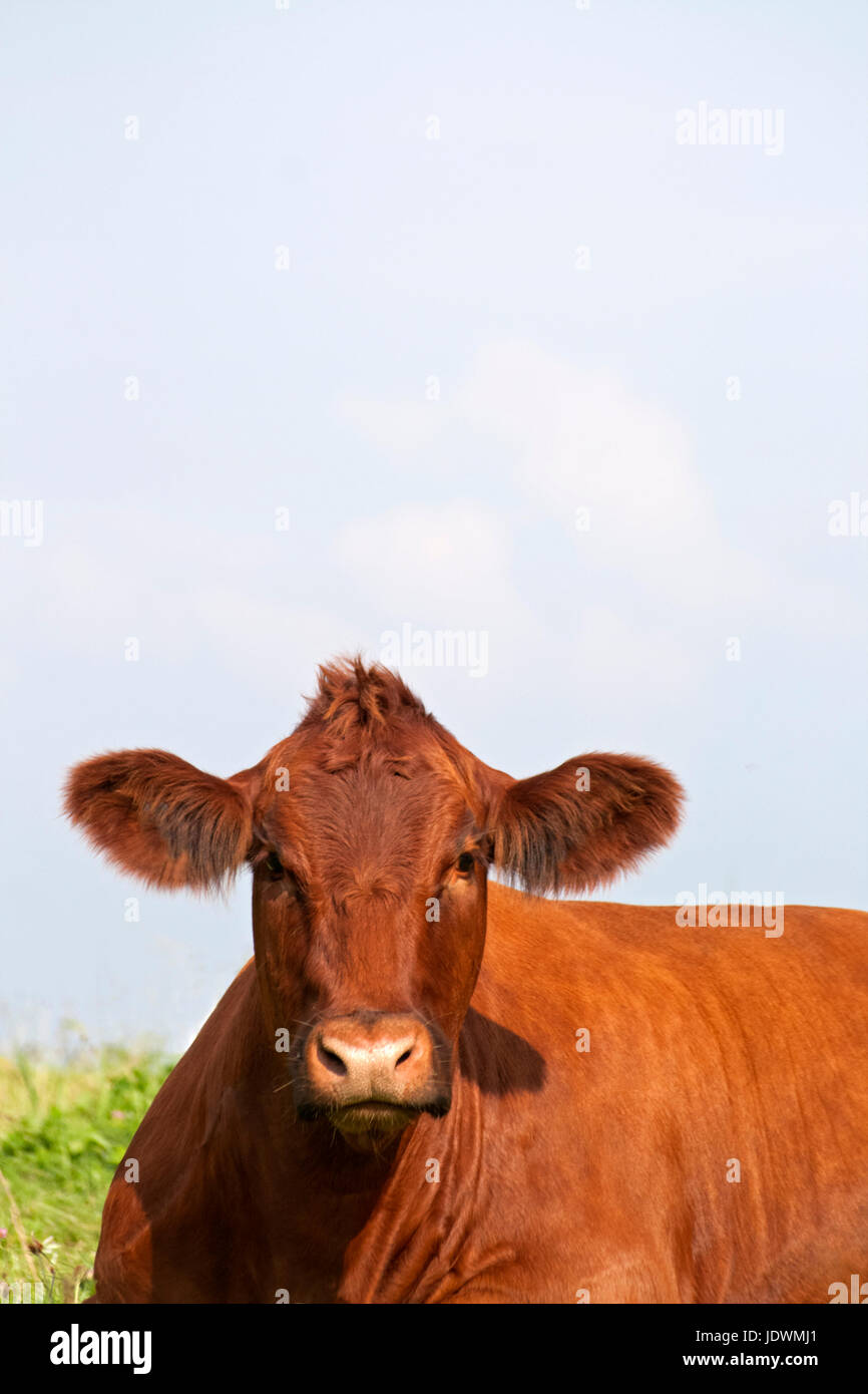 cow looking at the camera Stock Photo - Alamy