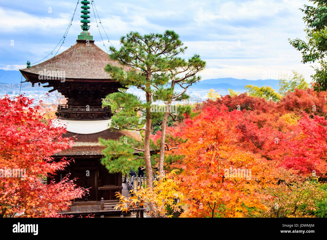 Red maple trees in a japanese garden for adv or others purpose use ...