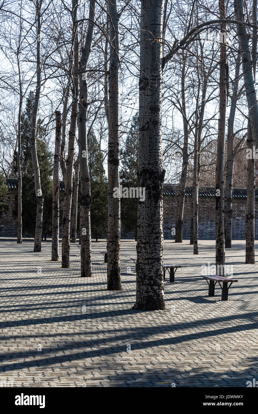 Birch benches hi-res stock photography and images - Alamy