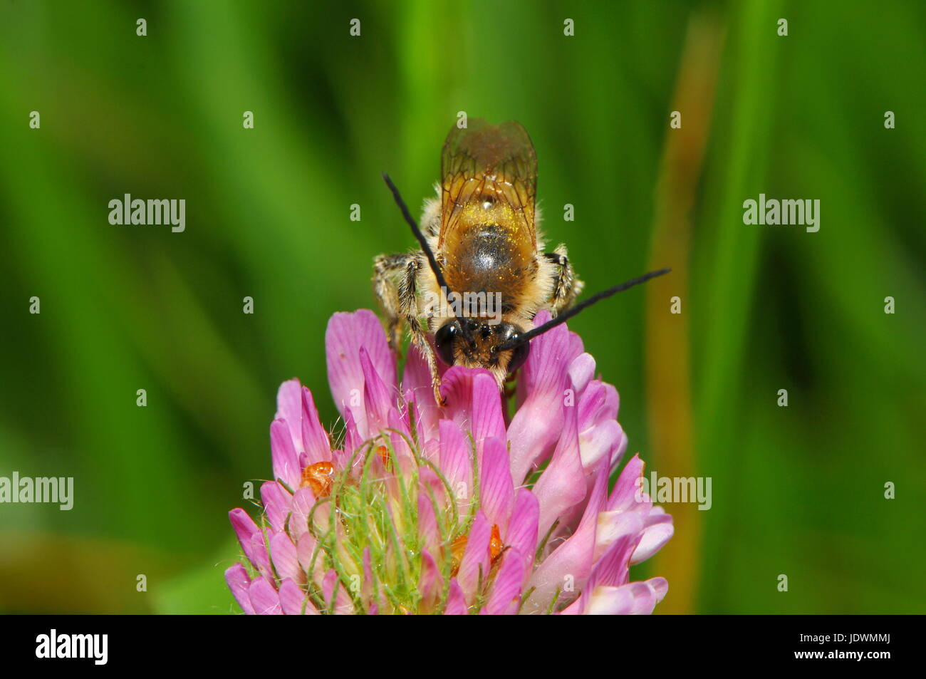 small industrious bee Stock Photo - Alamy