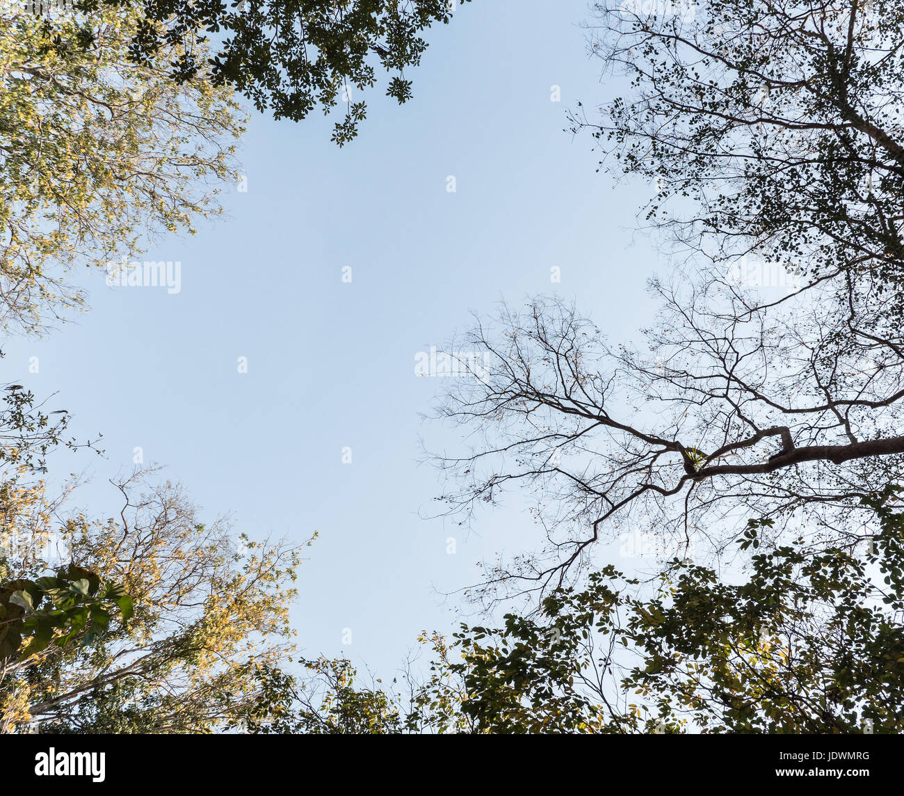 Canopy tree scenes which looking from the ground in the forest park ...