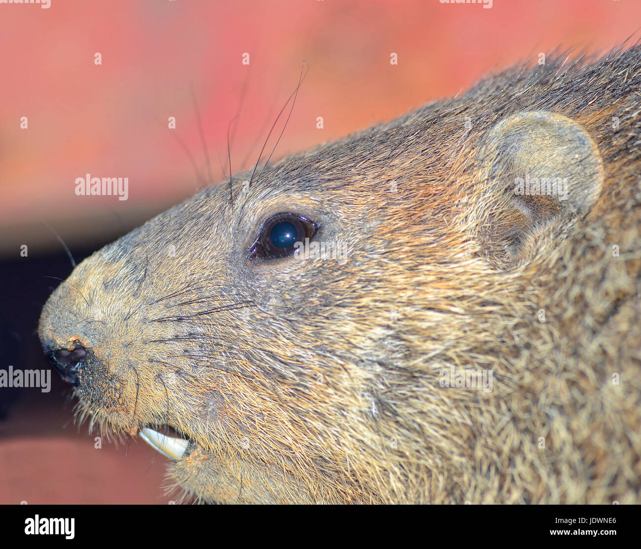 A groundhog, showing details of the face Stock Photo - Alamy