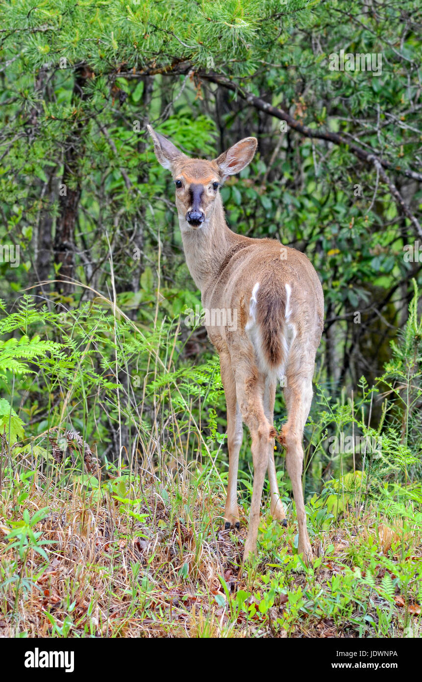A young deer standing in the woods looking back Stock Photo - Alamy