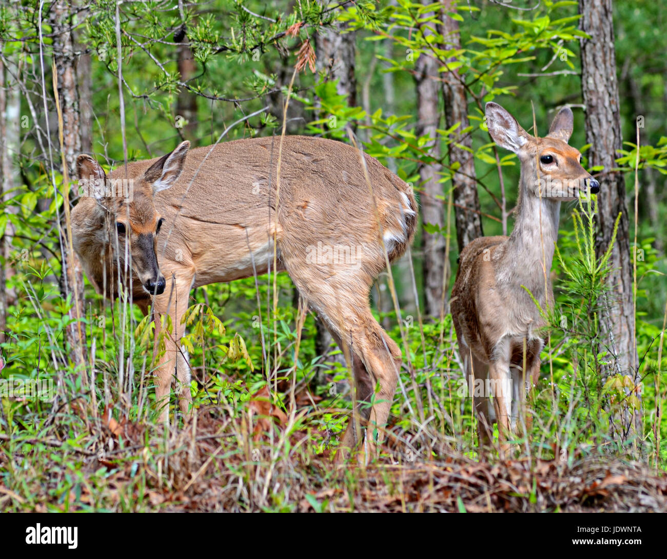 Two deer in the woods grazing on the abundant foliage Stock Photo - Alamy