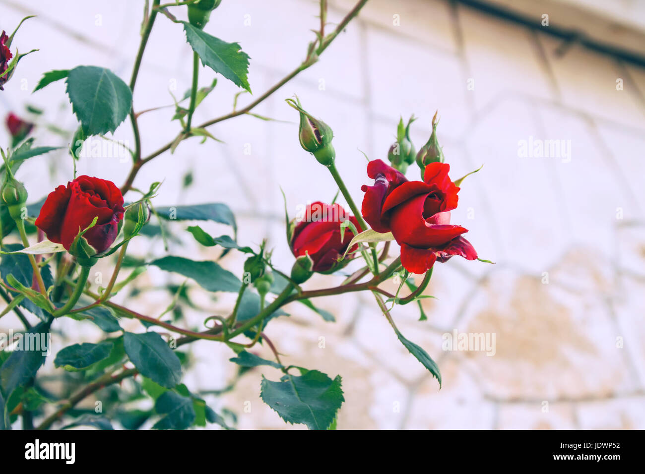 Red rose with stone wall background Stock Photo - Alamy