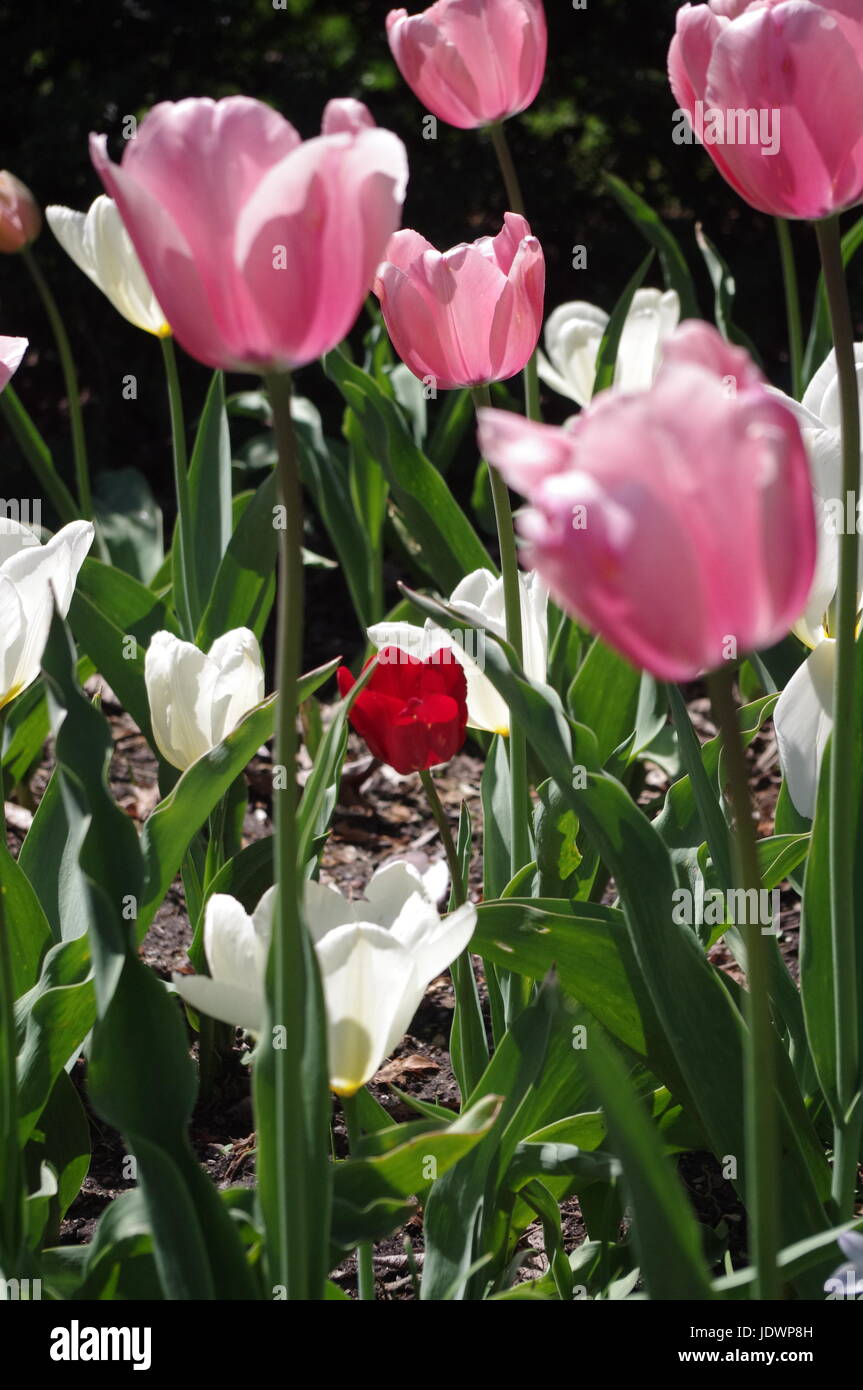 Stand out among others hi-res stock photography and images - Alamy