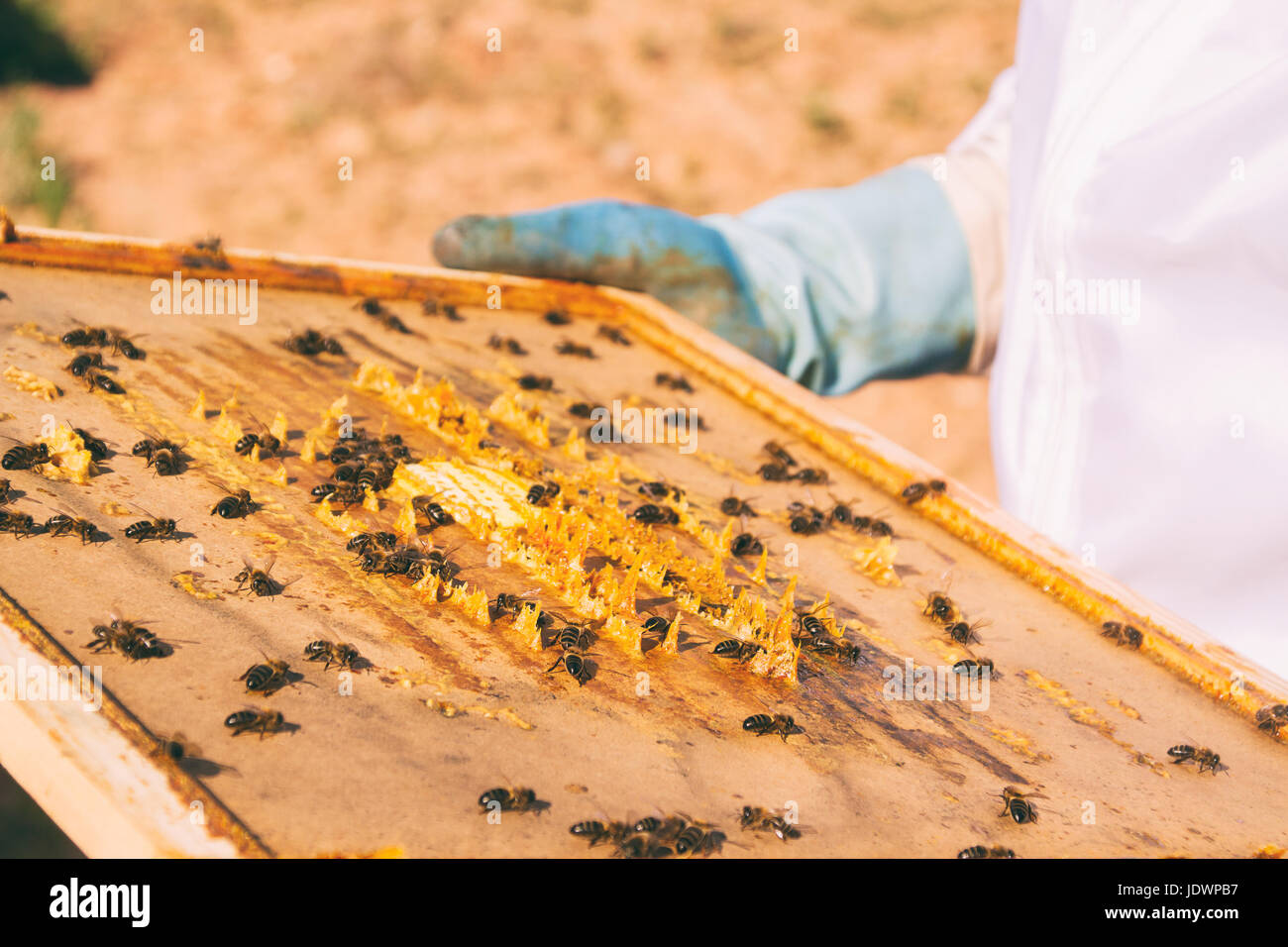 beekeeper and bees Stock Photo - Alamy